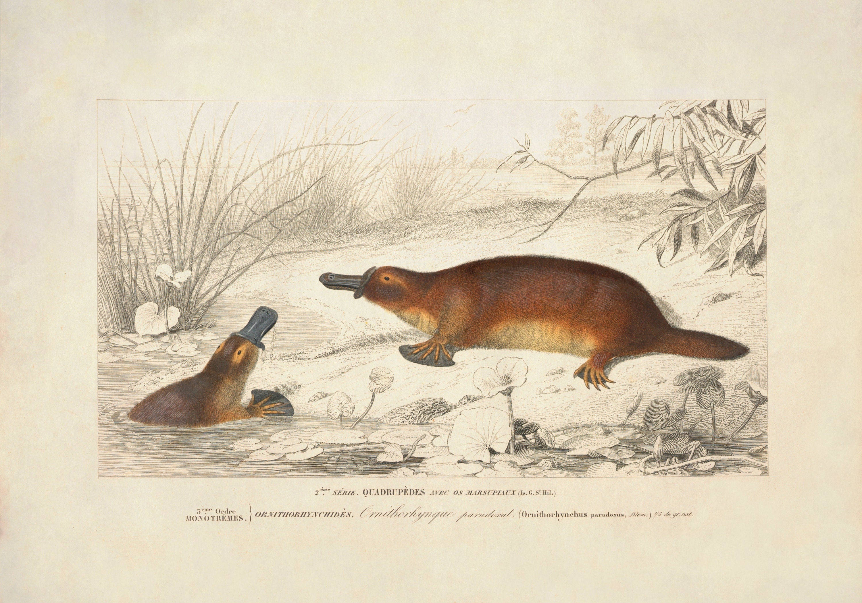 Duck-Billed Platypus Print – Ninska Designs
